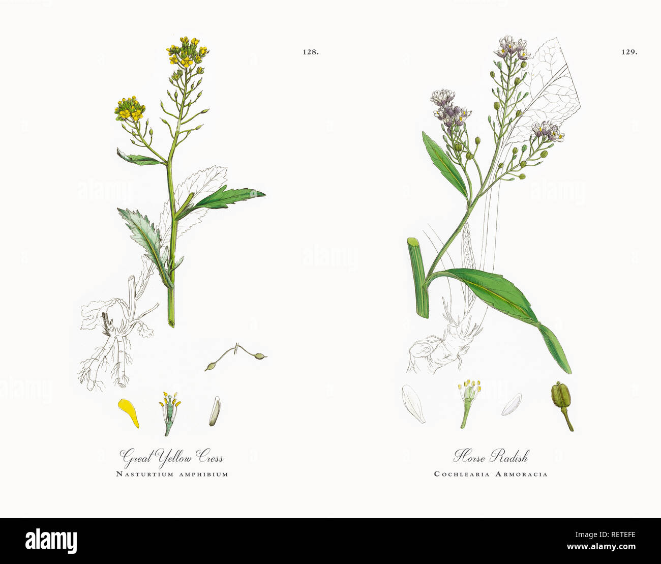 Antique Hand-Colored English Victorian Botanical Illustration, Circa ...