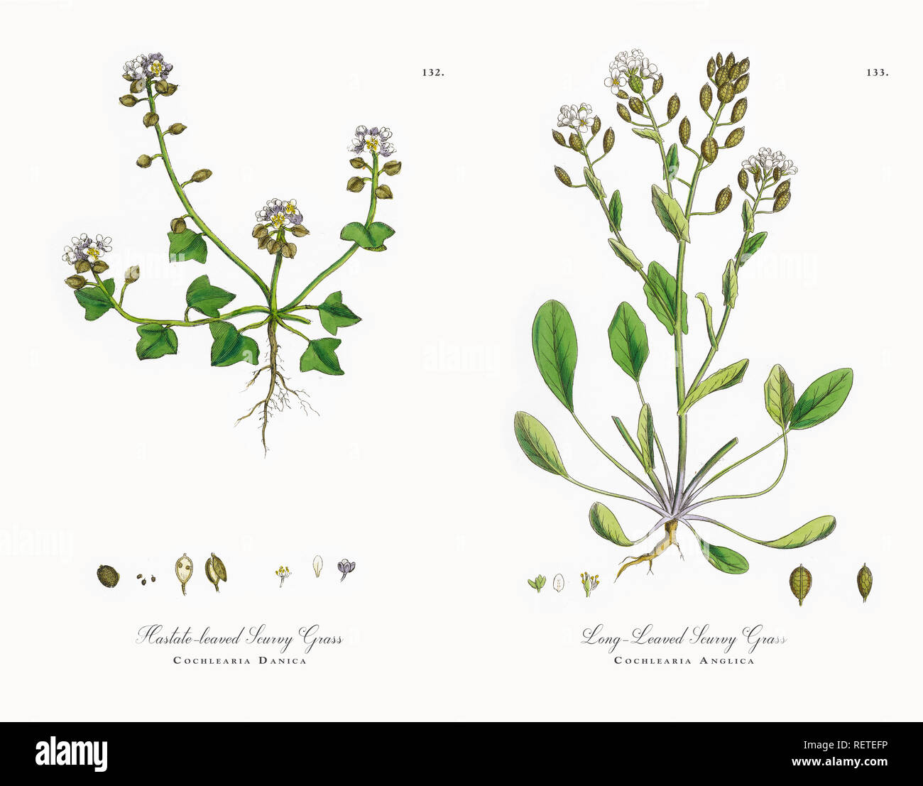 Antique Hand-Colored English Victorian Botanical Illustration, Circa ...