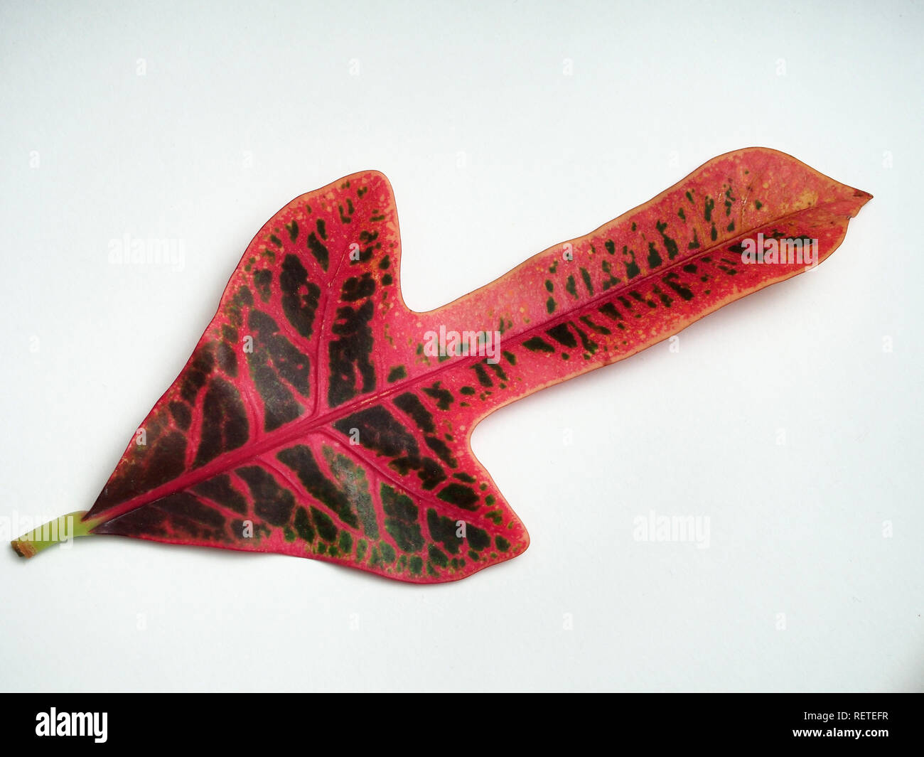Multicolored sheet of Croton. Exotic domestic plant. Photo on white ...