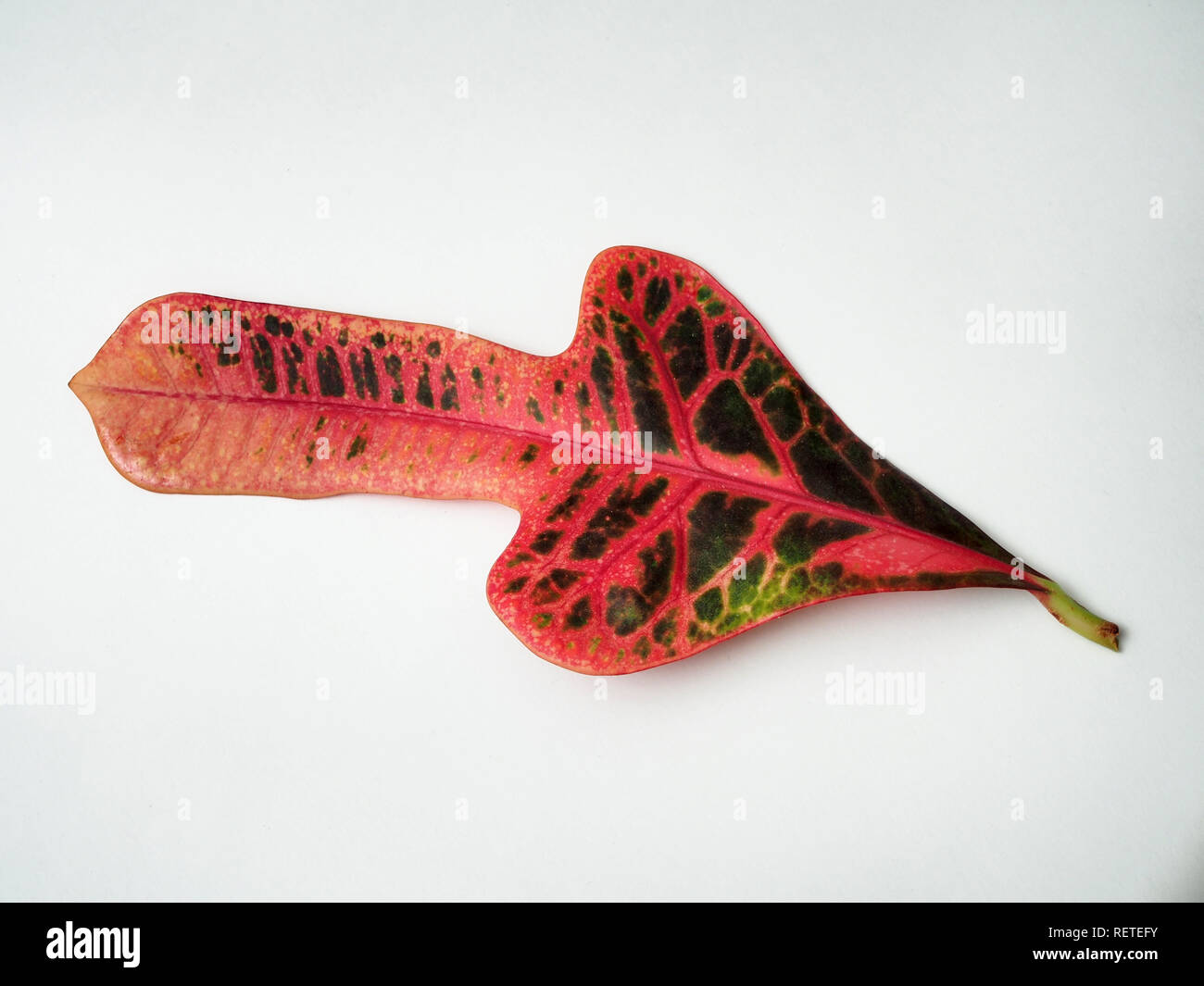 Multicolored sheet of Croton. Exotic domestic plant. Photo on white ...