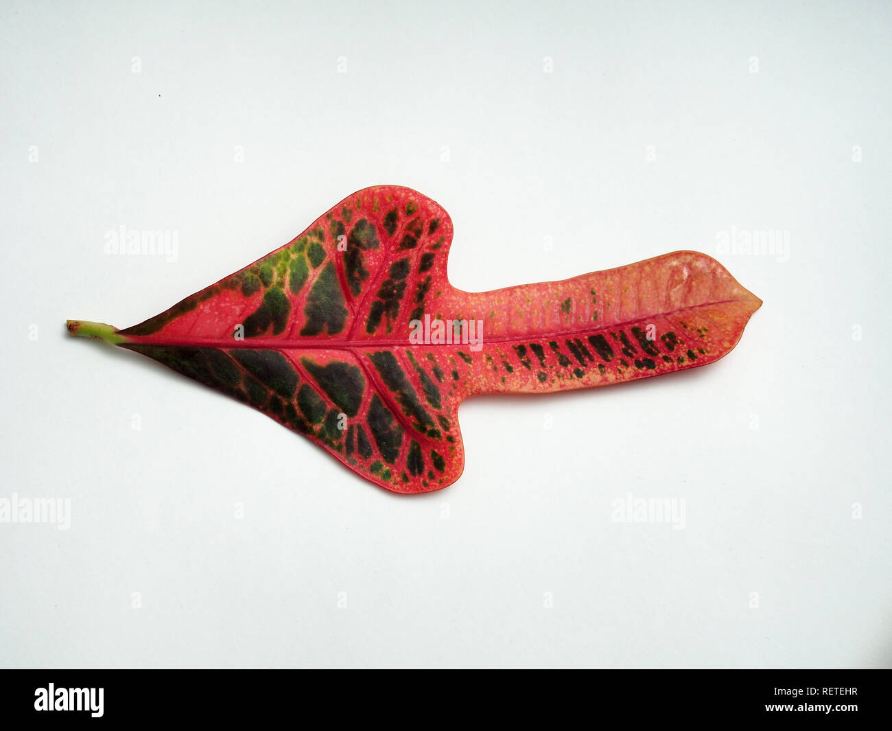 Multicolored sheet of Croton. Exotic domestic plant. Photo on white ...