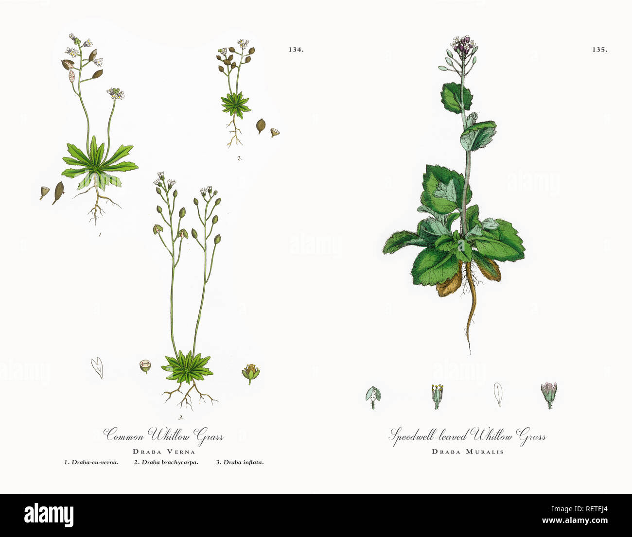Antique Hand-Colored English Victorian Botanical Illustration, Circa ...