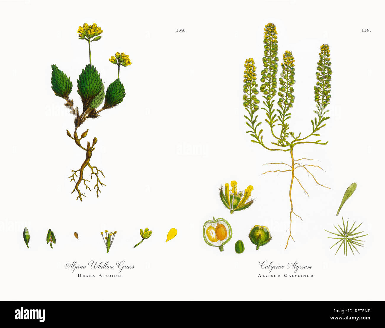 Antique Hand-Colored English Victorian Botanical Illustration, Circa ...