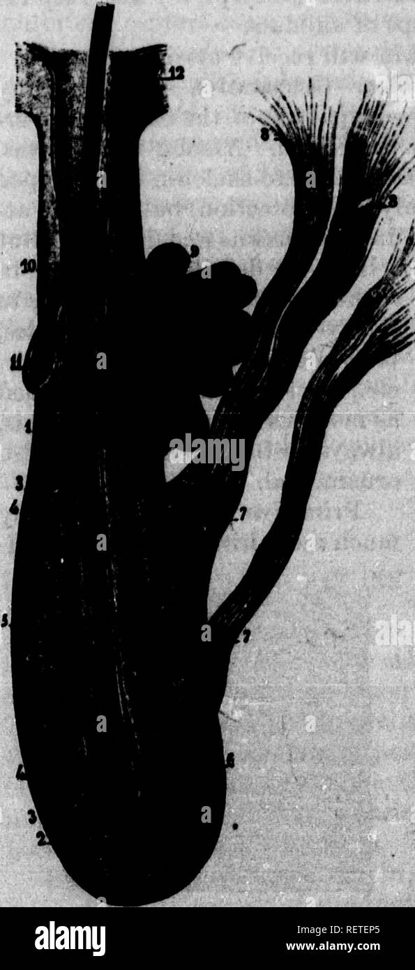 Elastic skin man Black and White Stock Photos & Images - Alamy