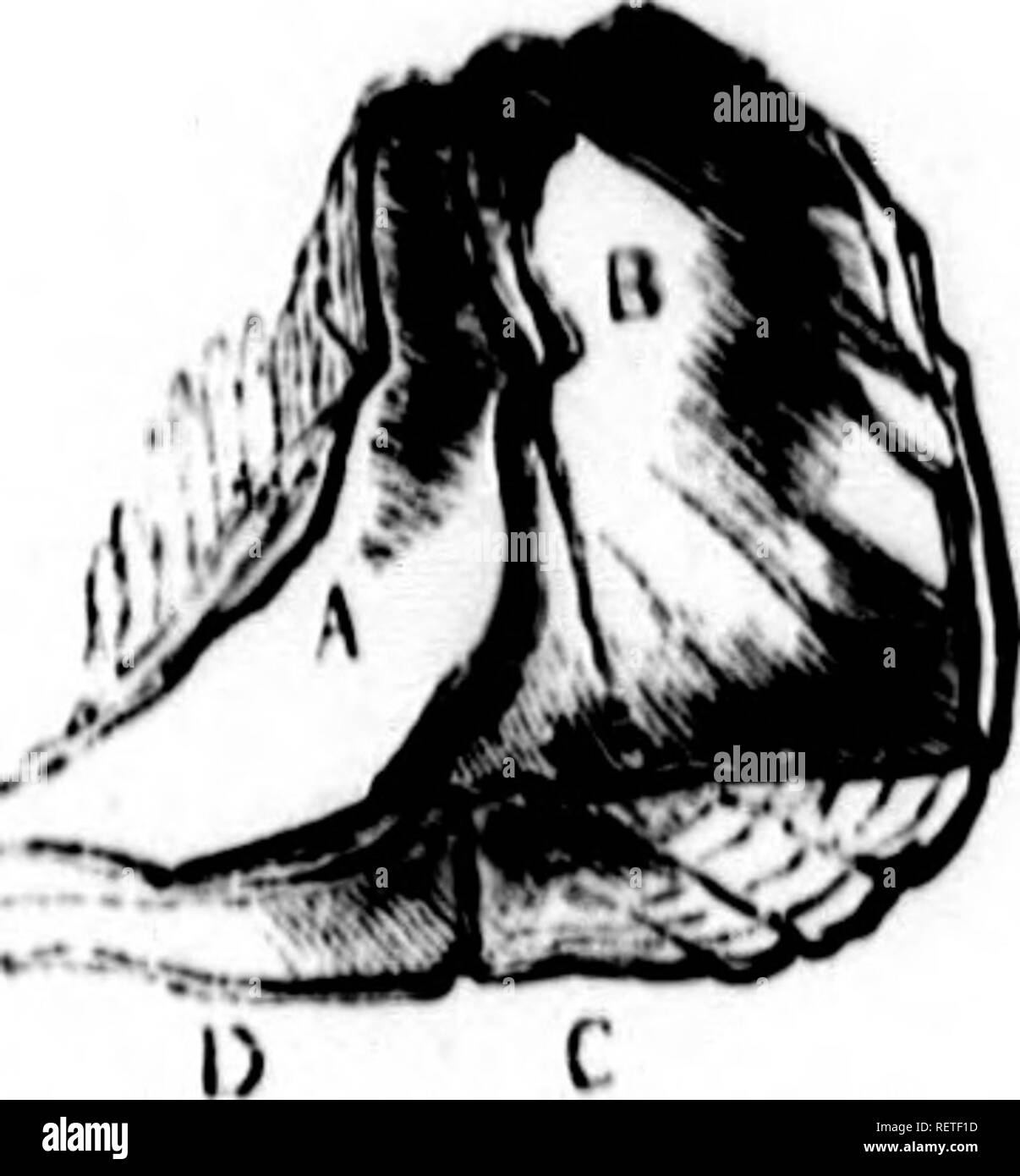 Gill cover Black and White Stock Photos & Images - Alamy