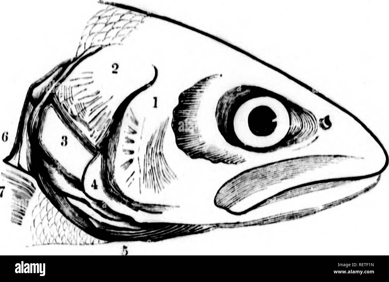Operculum fish Black and White Stock Photos & Images - Alamy