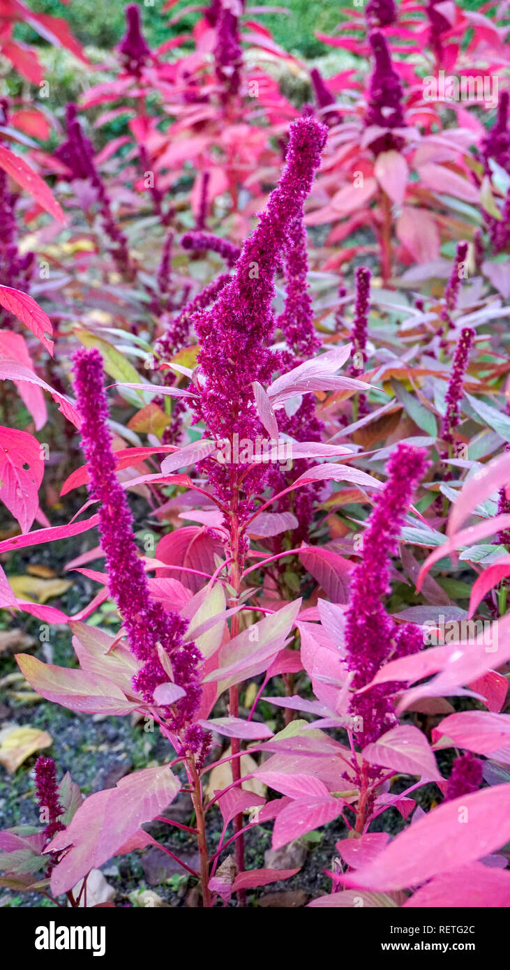 Rodgersia Aesculifolia closeup 1 Stock Photo - Alamy