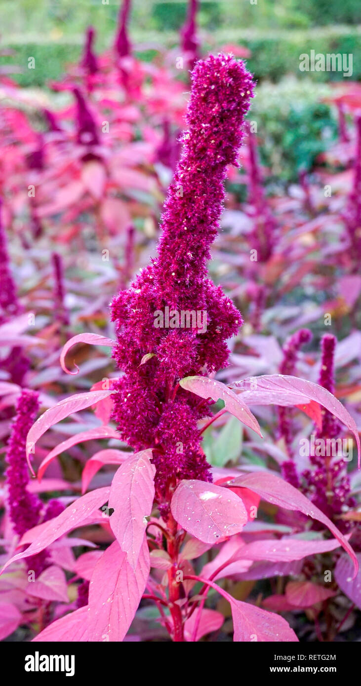 Rodgersia aesculifolia hi-res stock photography and images - Alamy
