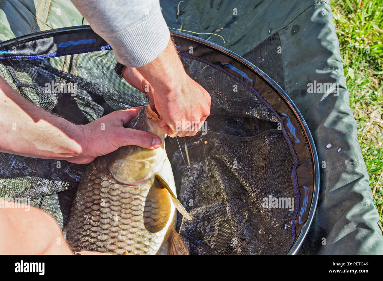 Fisherman pulls hooked carp hook with which it is attached Stock Photo ...
