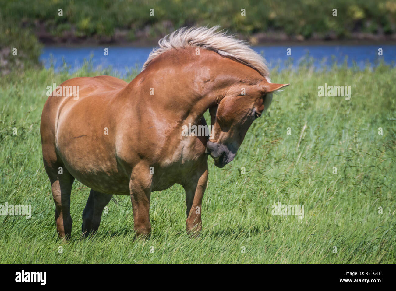 How to care and feed horse hi-res stock photography and images - Alamy
