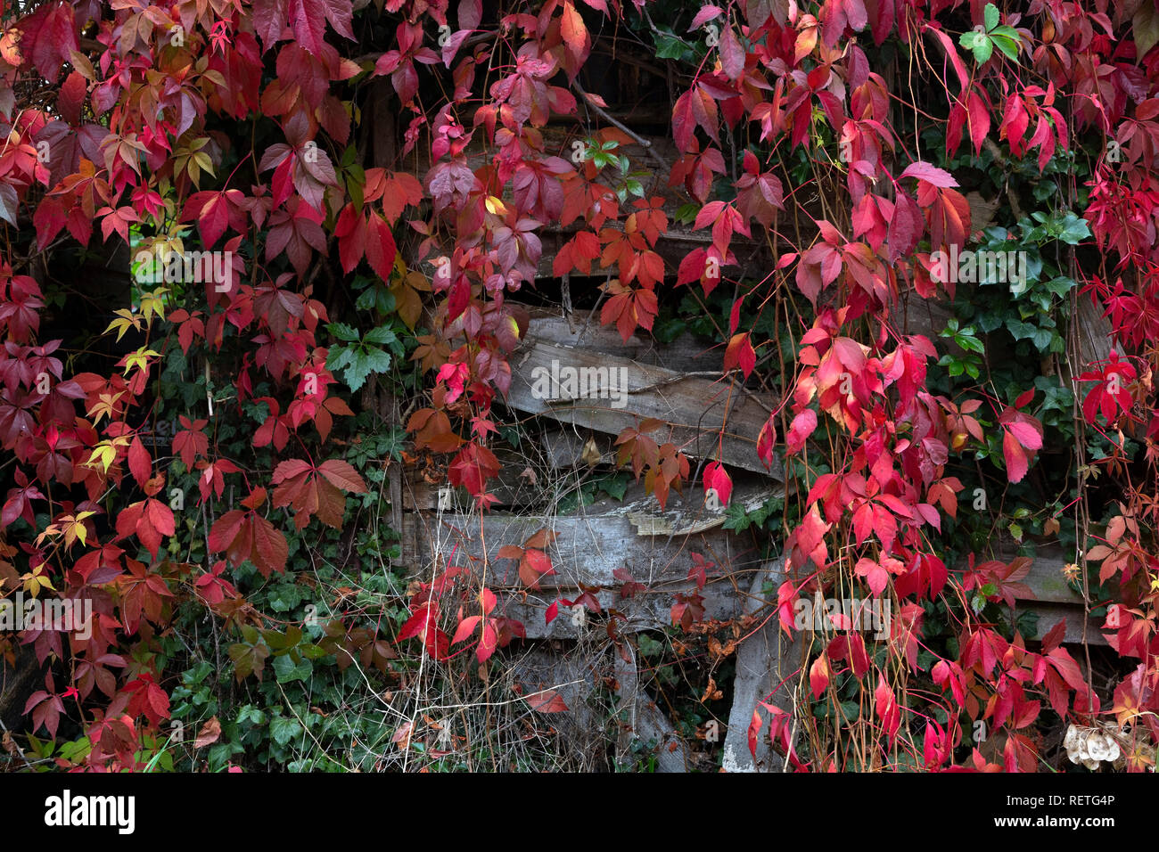 Autumn Leaves on Old Fence / Gate Stock Photo - Alamy