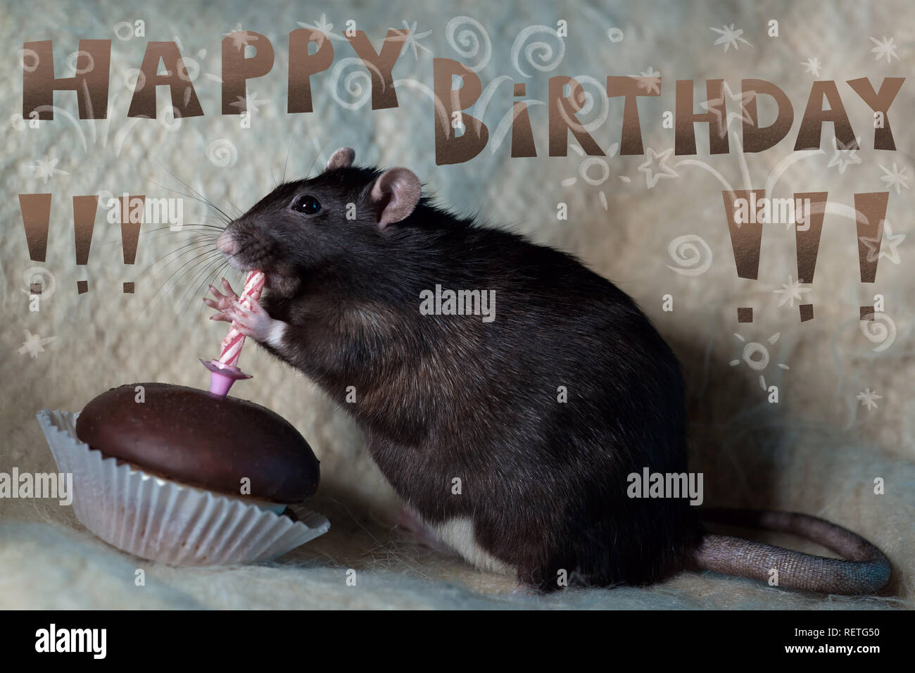 the rat celebrates his birthday and eats a cake with a candle Stock ...
