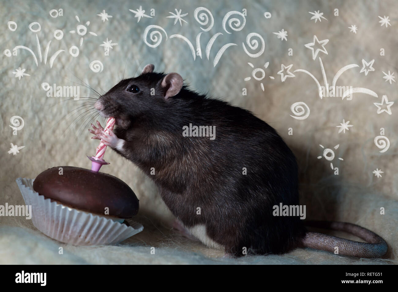 Fat Rat Stock Photos & Fat Rat Stock Images - Alamy