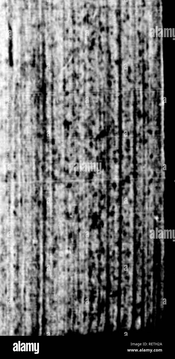 Spotted hat Black and White Stock Photos & Images - Alamy