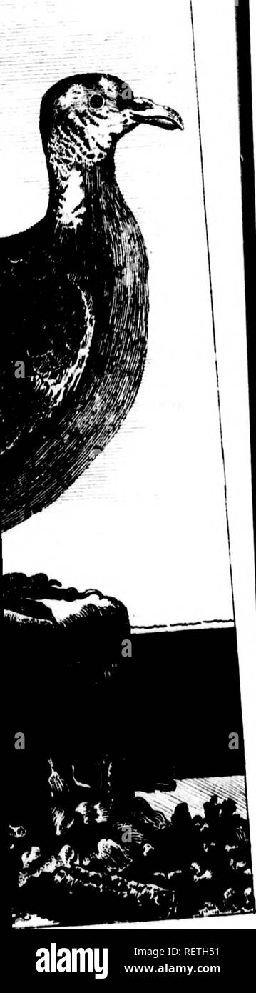 Pigeon breeds Black and White Stock Photos & Images - Alamy