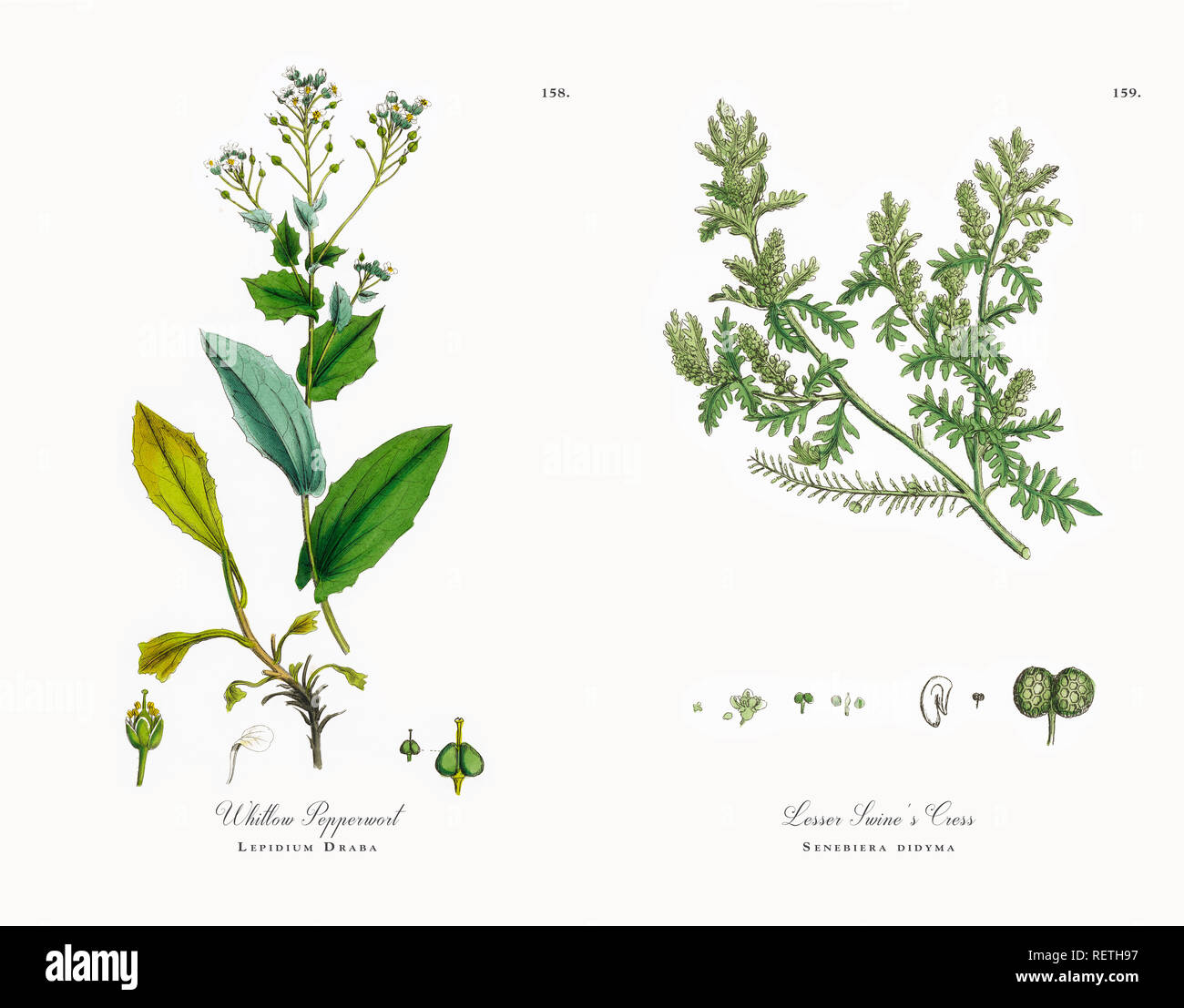 Antique Hand-Colored English Victorian Botanical Illustration, Circa ...