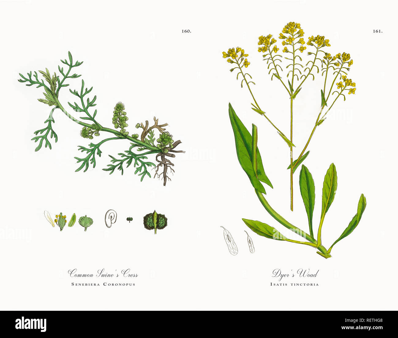 Antique Hand-Colored English Victorian Botanical Illustration, Circa ...