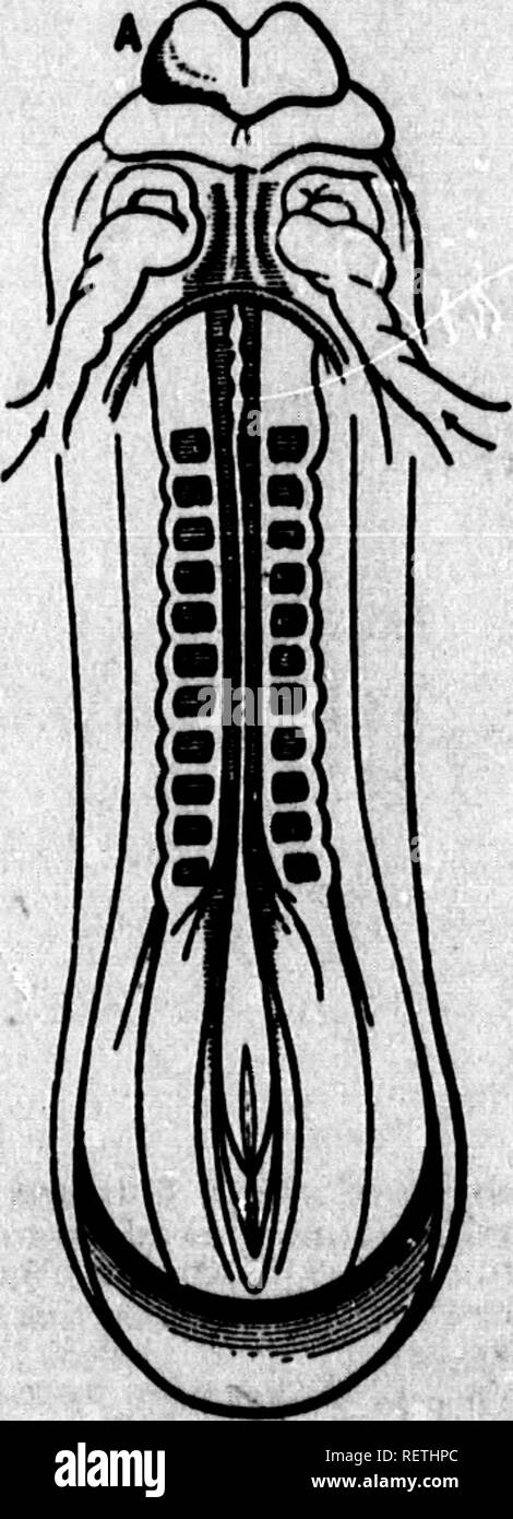 Allantois Black and White Stock Photos & Images - Alamy