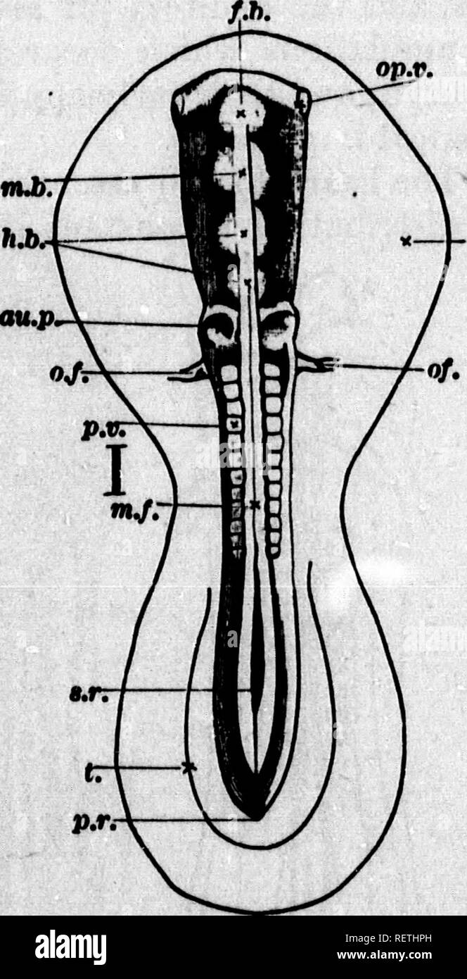 . A text-book of animal physiology [microform] : with introductory ...