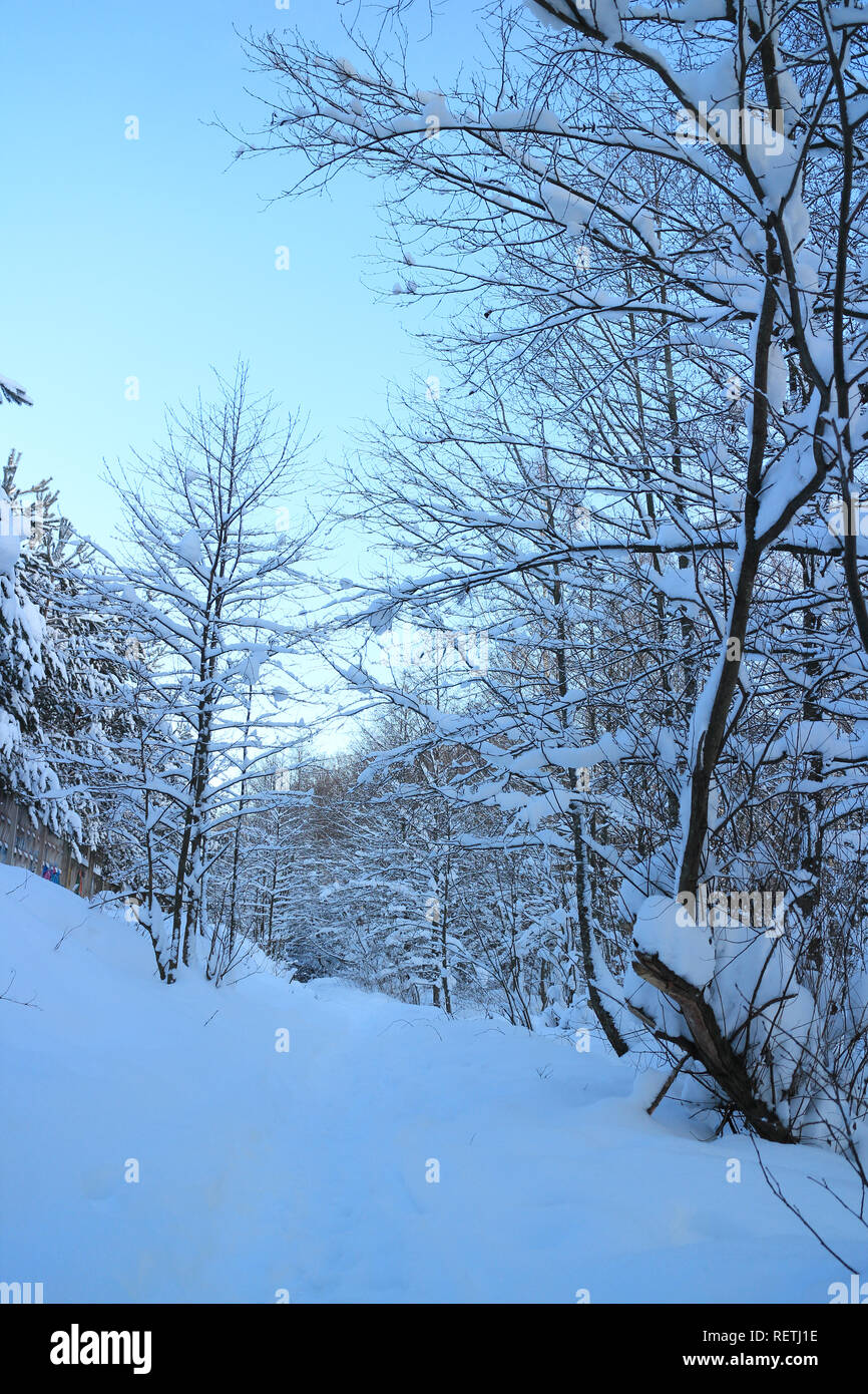 path in a snowy park, is sunny Stock Photo - Alamy