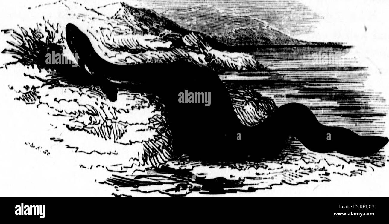 Incomplete angler hi-res stock photography and images - Alamy