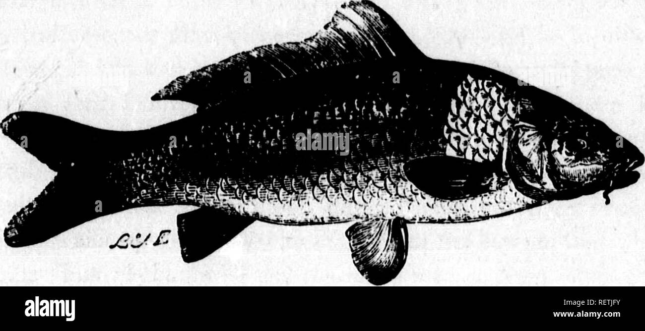 Toothless carp Black and White Stock Photos & Images - Alamy