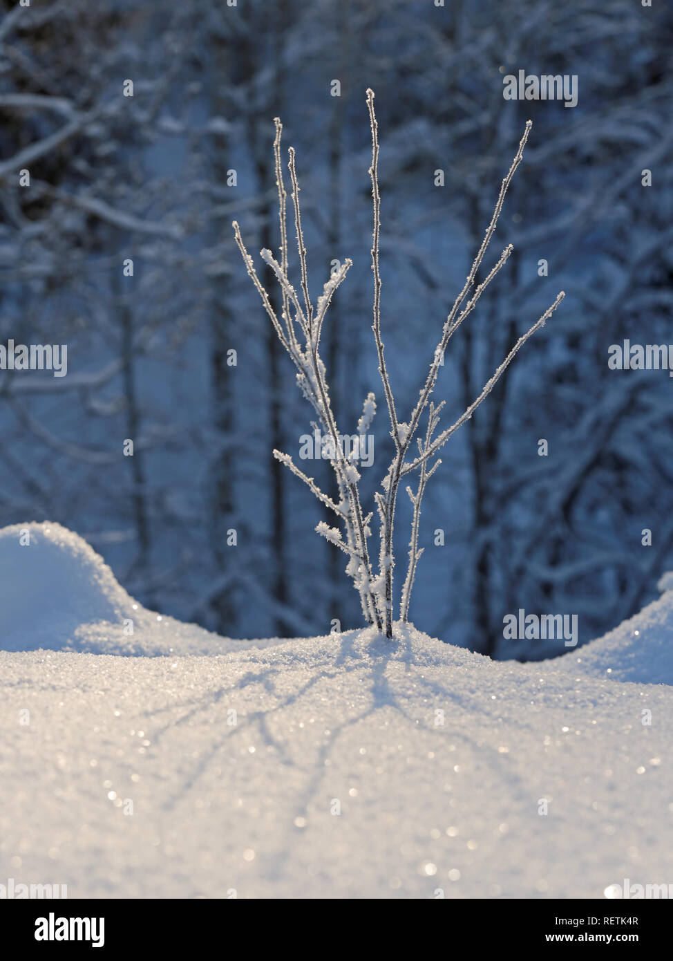 Snow day plants hi-res stock photography and images - Alamy