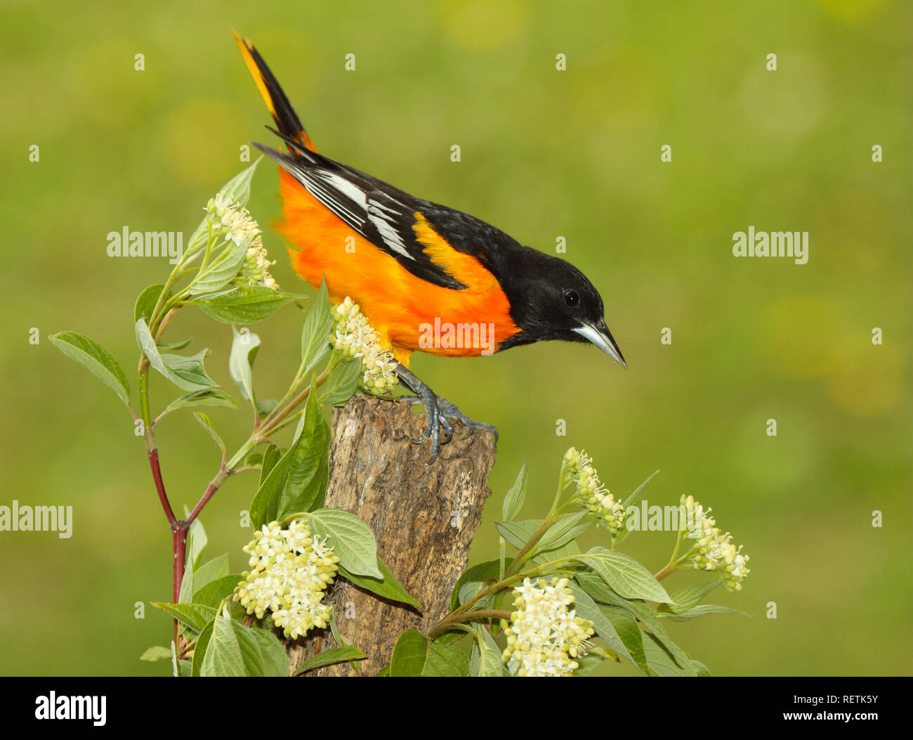A male Baltimore Oriole in breeding plumage inspecting flowers Stock ...