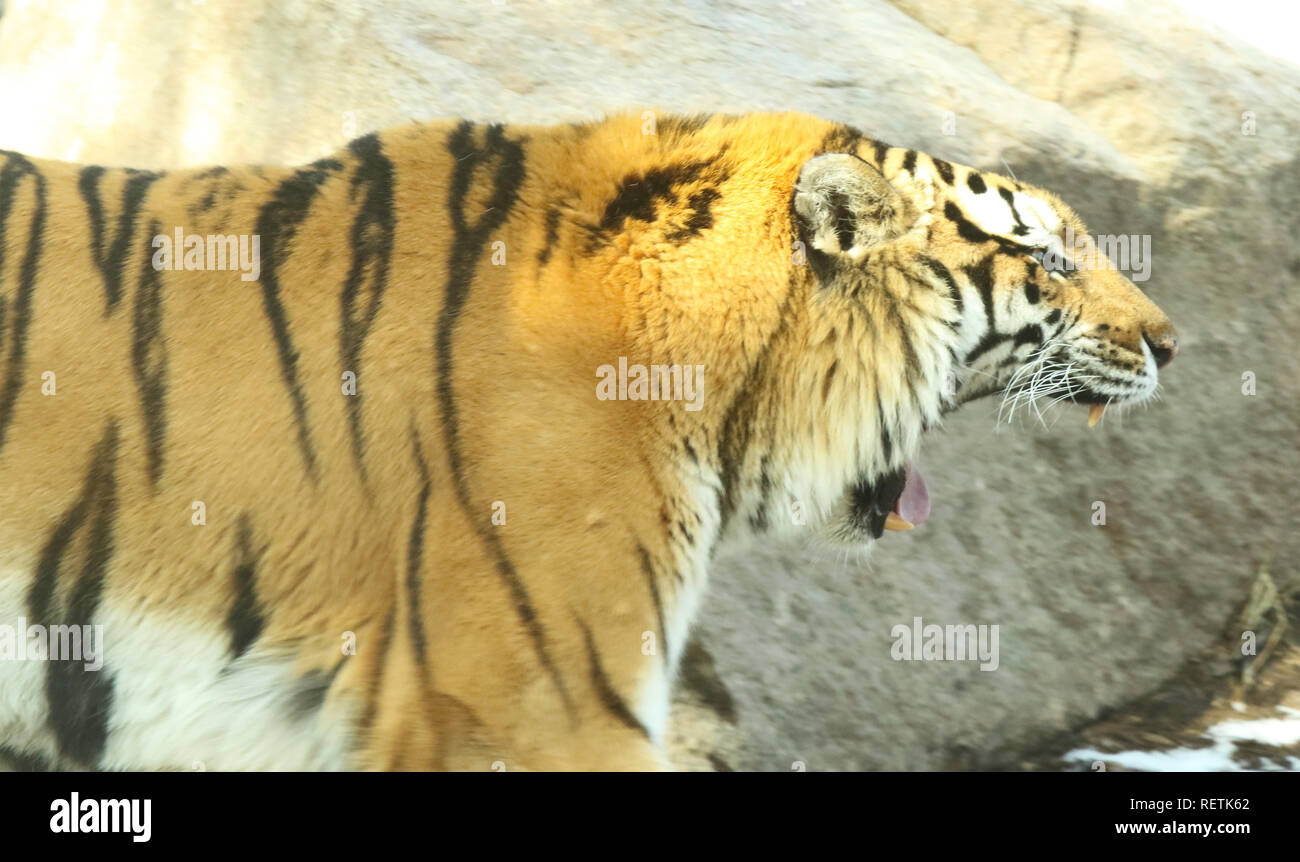 A Tiger giving a fearsome low growl Stock Photo - Alamy