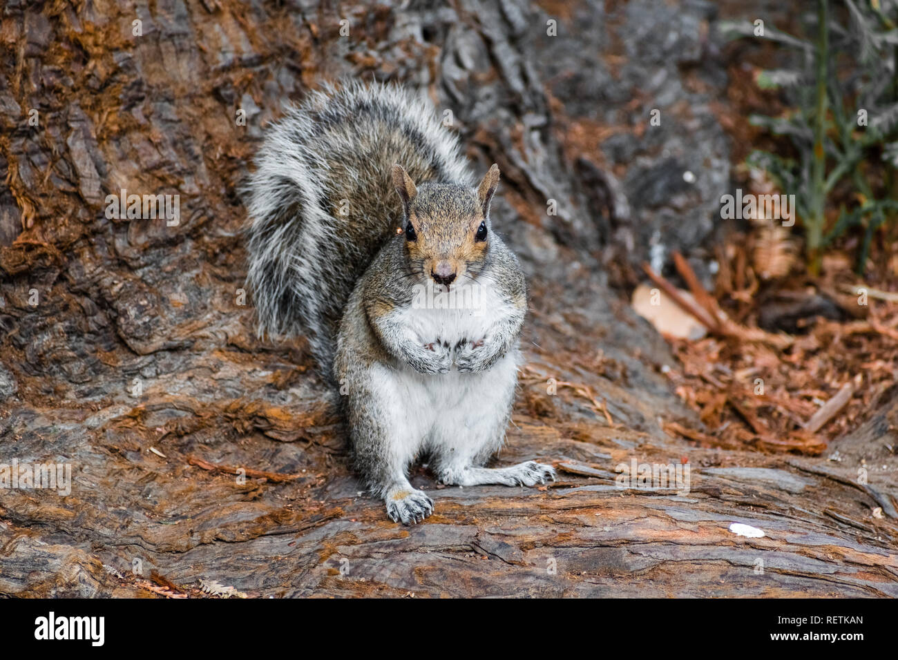 Gray tree Squirrel sitting at the base of a redwood tree, begging for ...