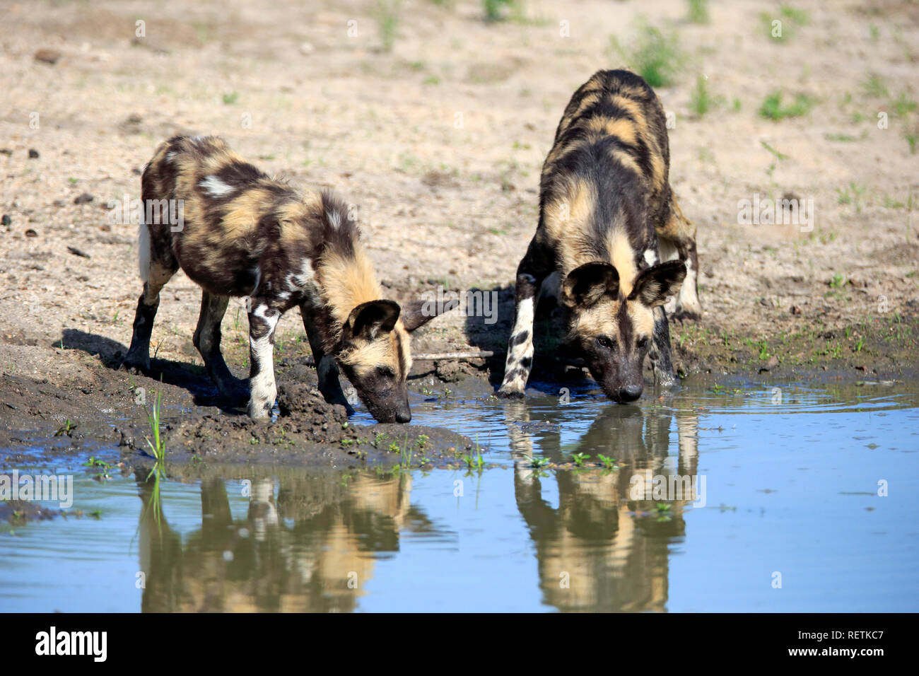 African Wild Dogs, Sabi Sand Game Reserve, Kruger Nationalpark, South ...
