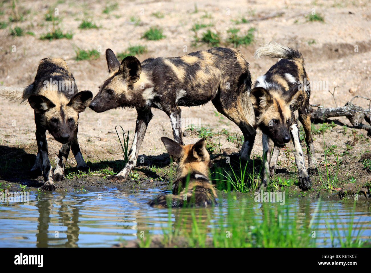 African Wild Dogs, Sabi Sand Game Reserve, Kruger Nationalpark, South ...