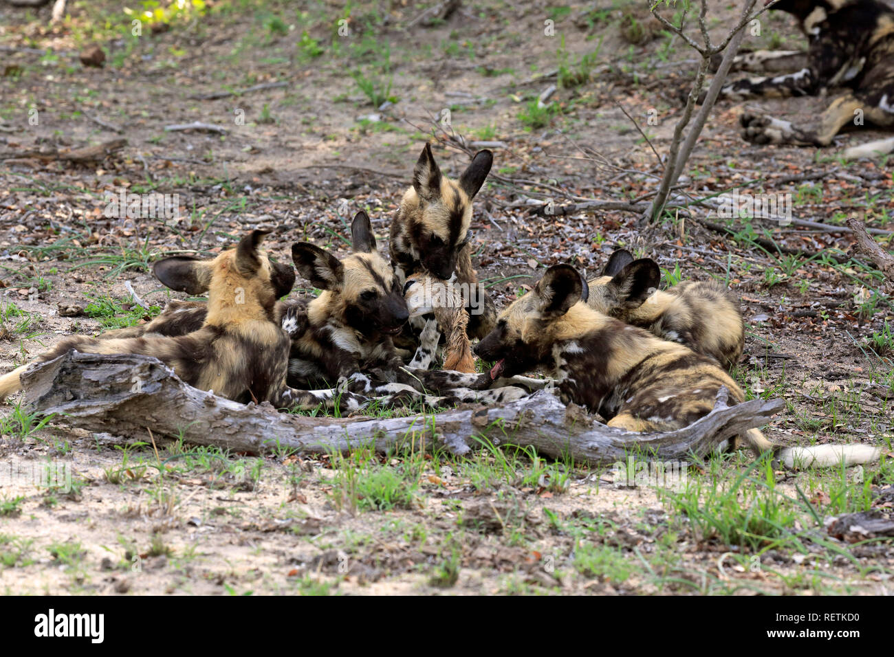 African Wild Dog, group of adults feeding at prey, Sabi Sand Game ...