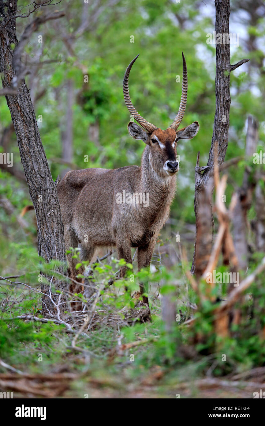 Common Waterbuck, Kruger Nationalpark, South Africa, Africa, (Kobus ...