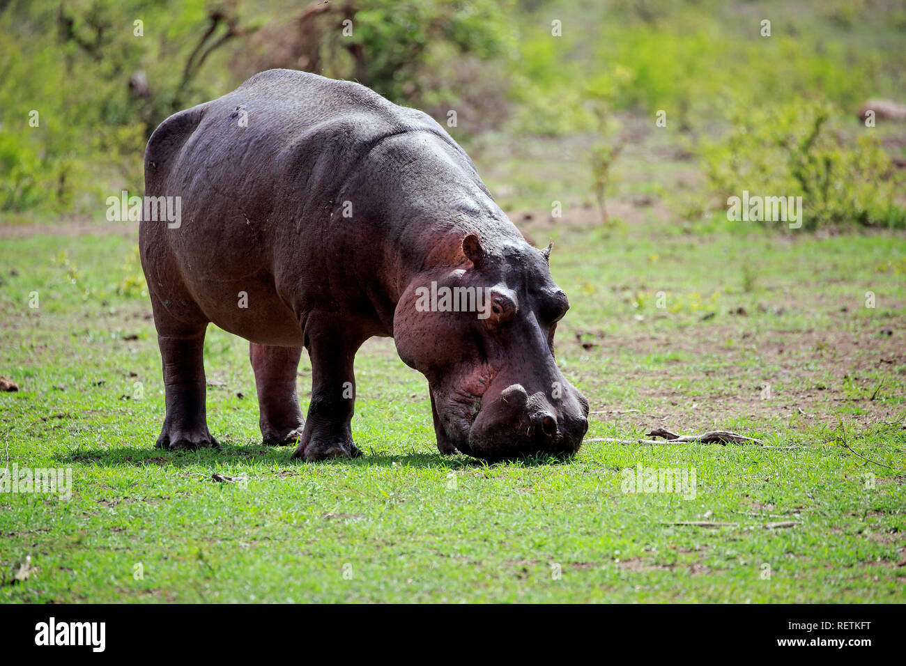 Eating hippos hi-res stock photography and images - Alamy