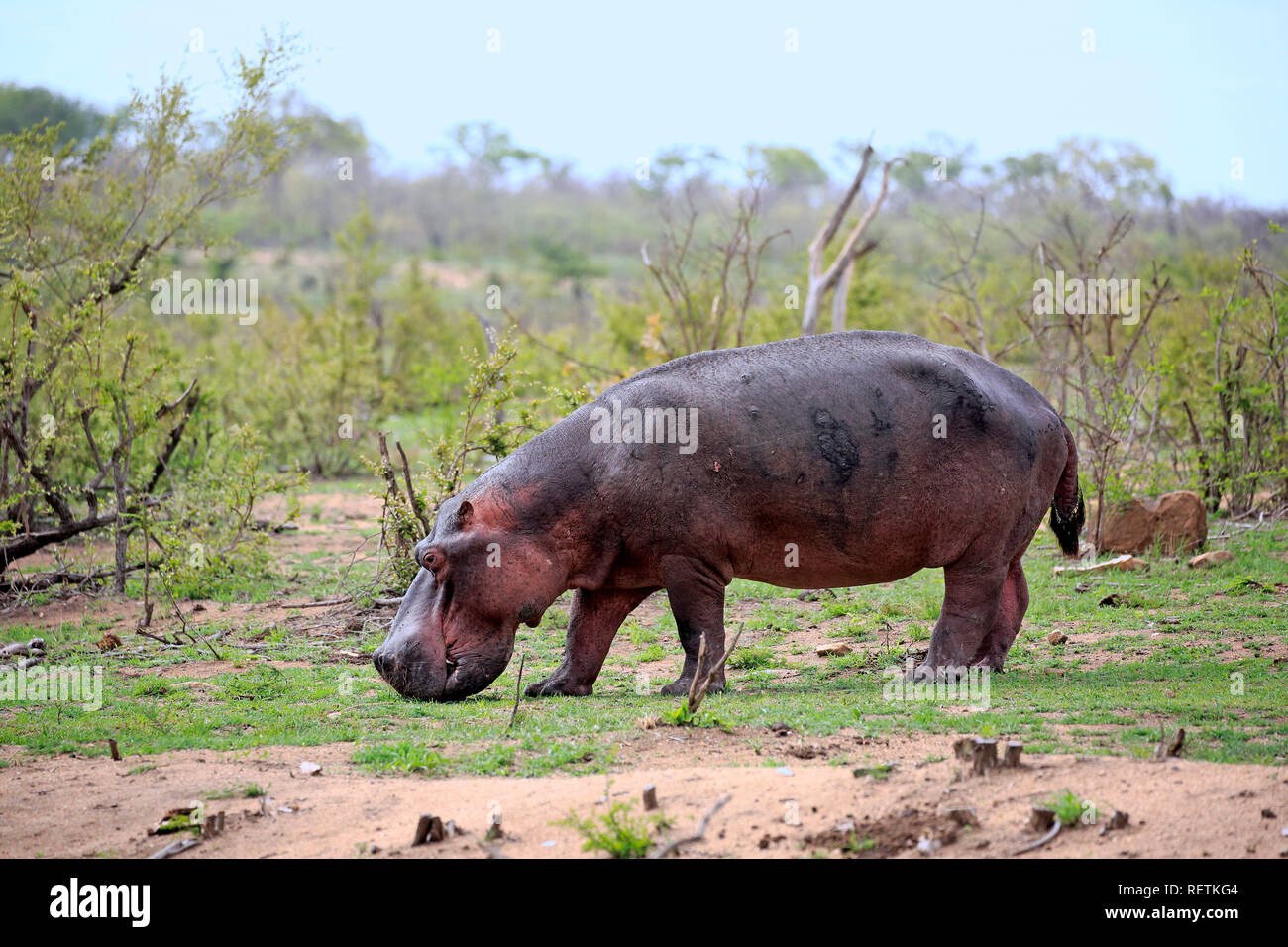 Side view of hippo hi-res stock photography and images - Alamy