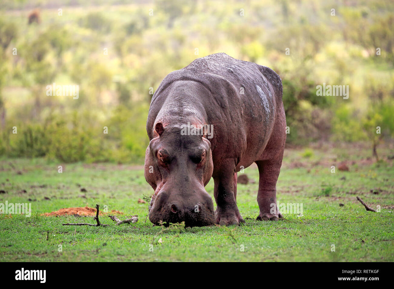 Eating hippos hi-res stock photography and images - Alamy