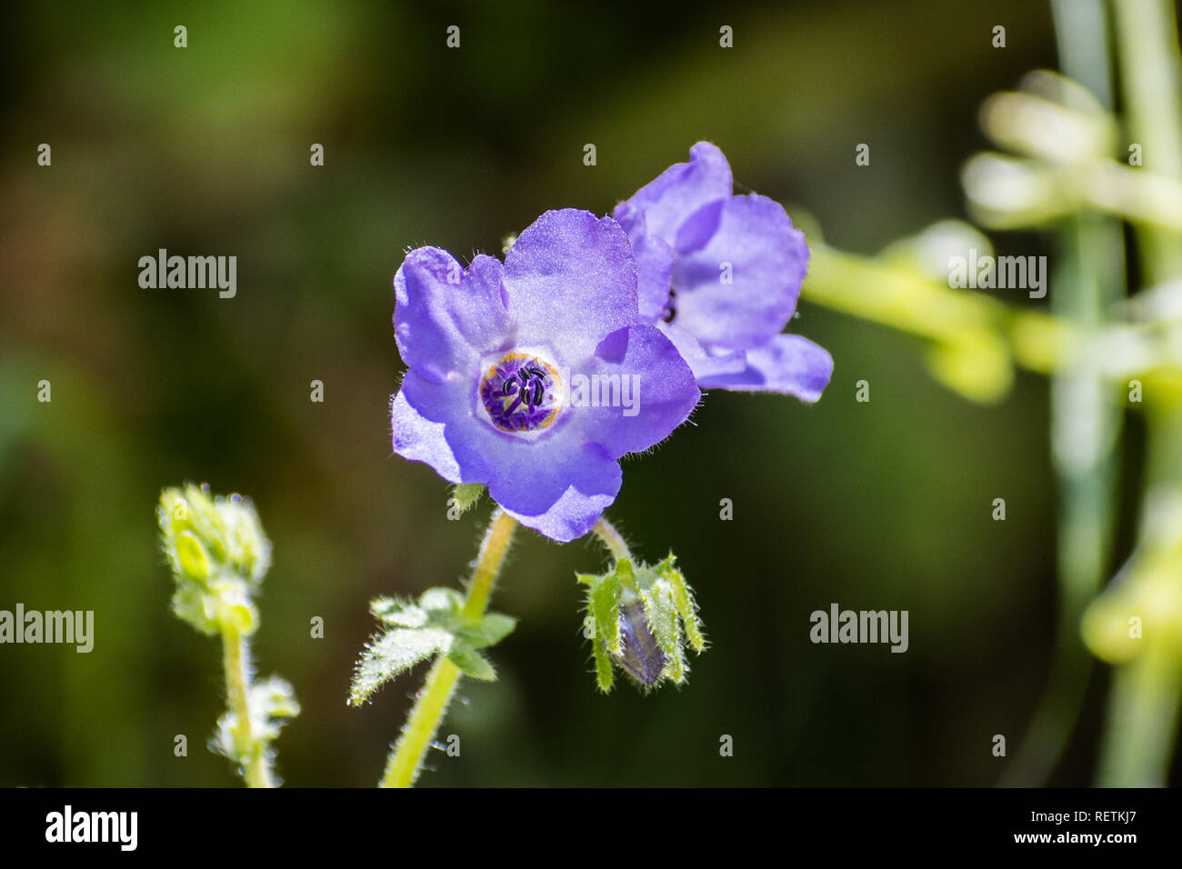 Fiestaflower hi-res stock photography and images - Alamy