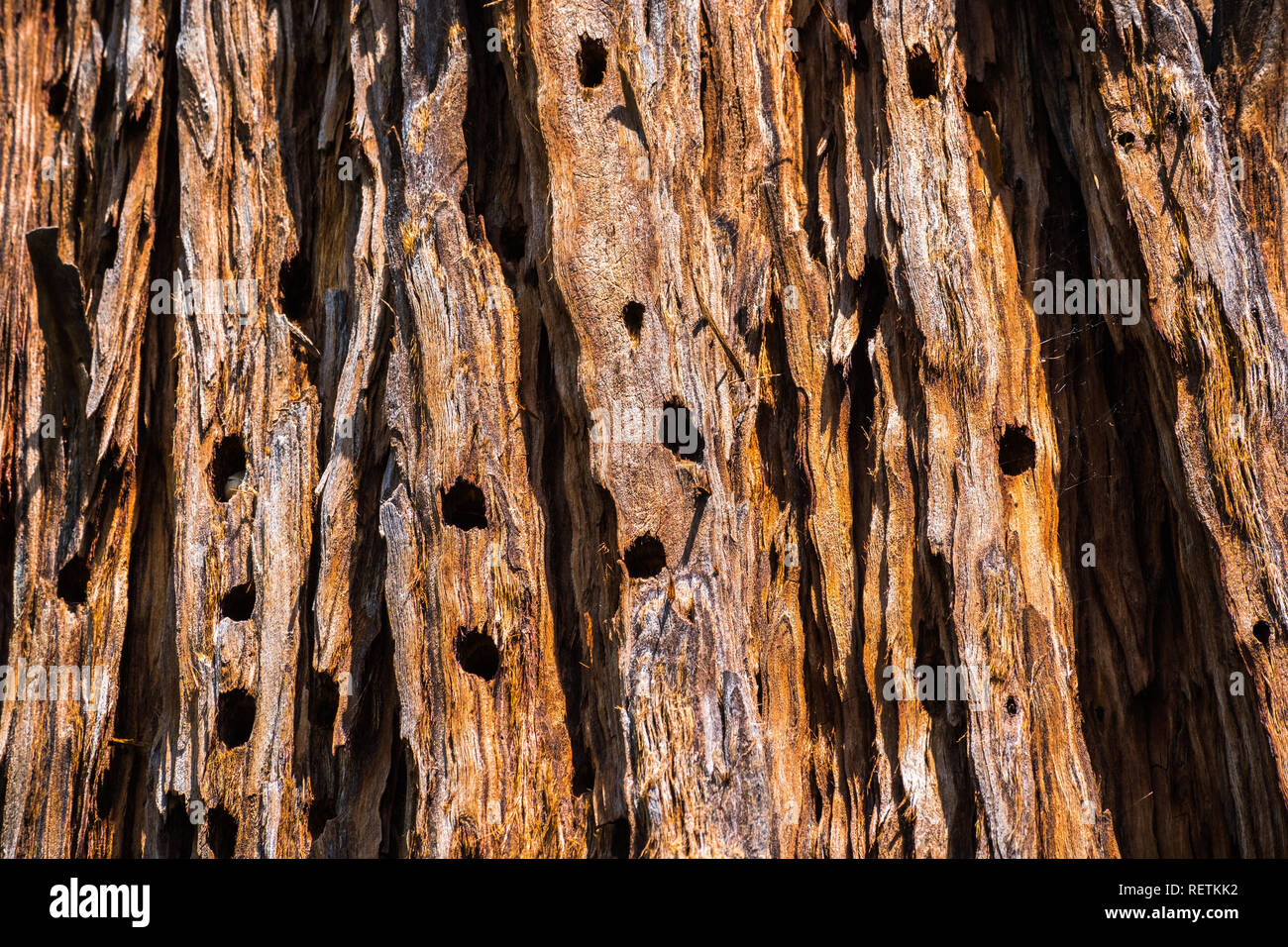 Redwood Bark Texture