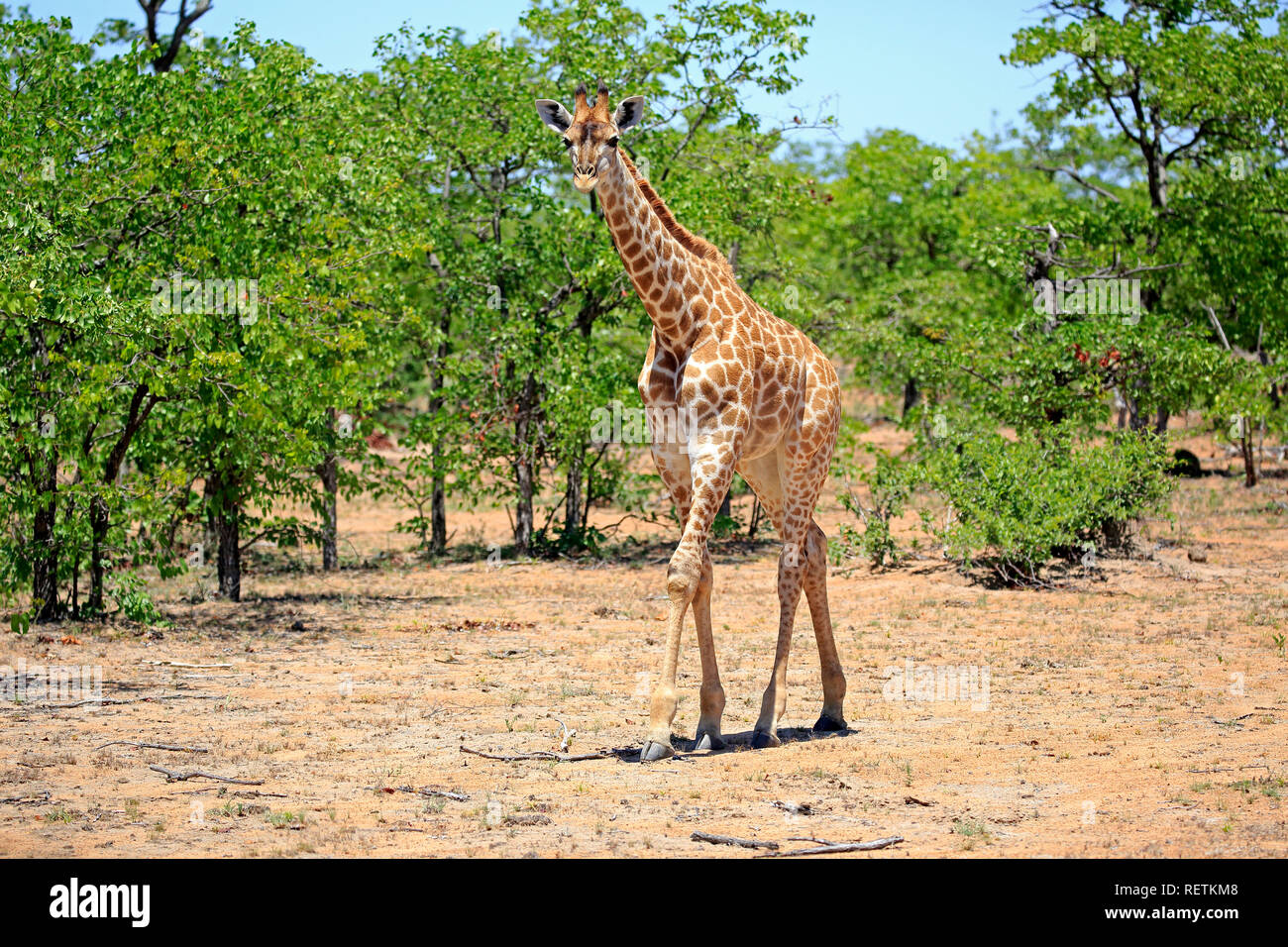 Cape Giraffe, Kruger Nationalpark, South Africa, Africa, (Giraffa ...