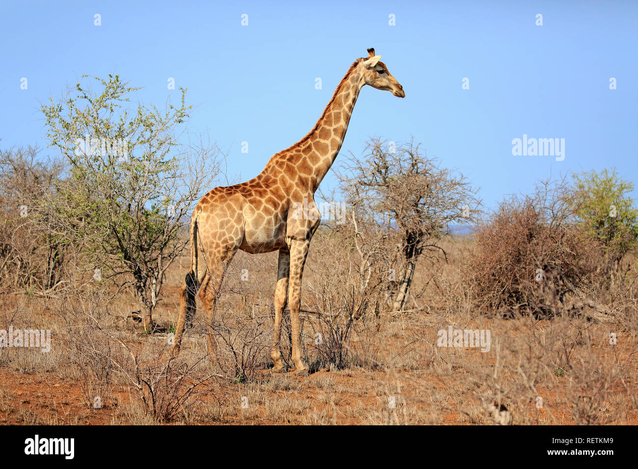 Cape Giraffe, Kruger Nationalpark, South Africa, Africa, (Giraffa ...