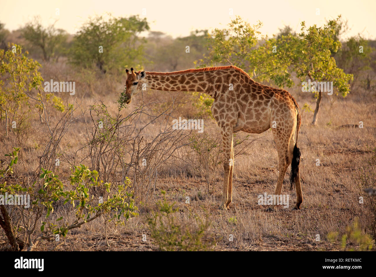 Cape Giraffe, Kruger Nationalpark, South Africa, Africa, (Giraffa ...