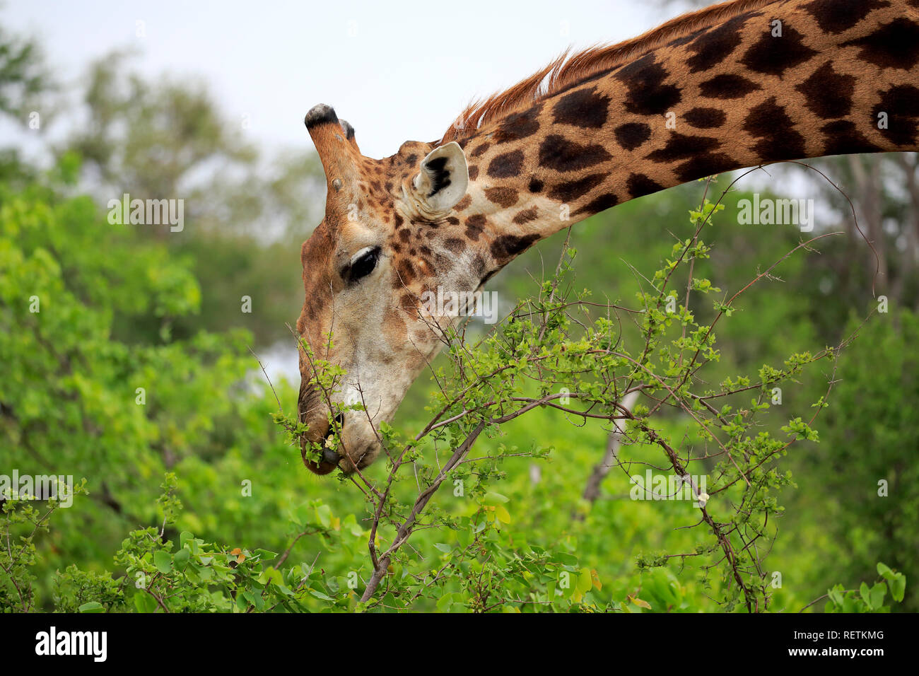 Cape Giraffe, Kruger Nationalpark, South Africa, Africa, (Giraffa ...