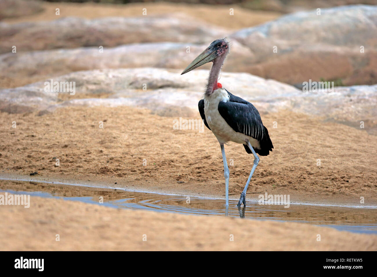 Marabou Stork, adult, Kruger Nationalpark, South Africa, Africa ...