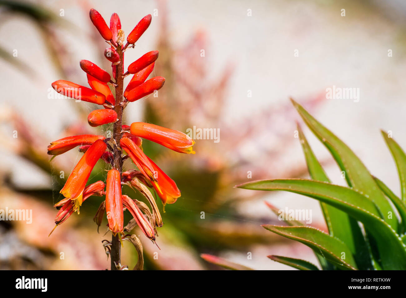 Orange flower aloe arborescens hi-res stock photography and images - Alamy