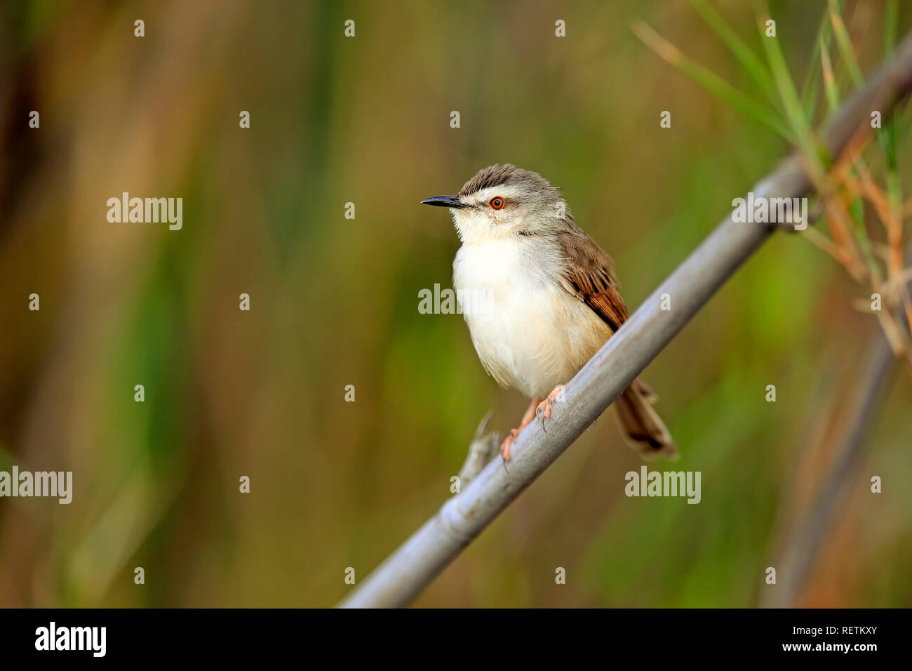 Tawny Flanked Prinia, adult on branch, Sabi Sand Game Reserve, Kruger ...
