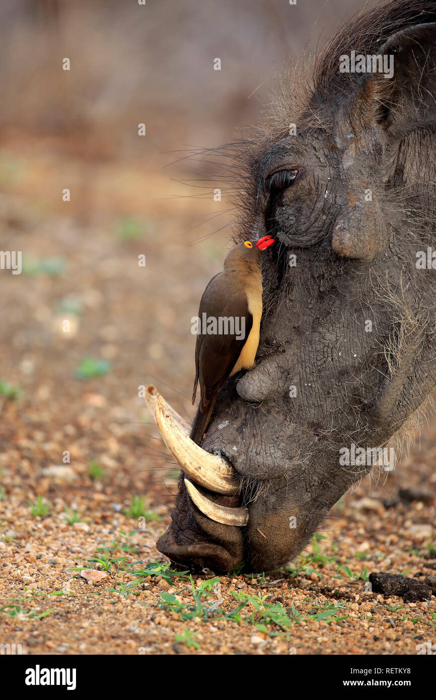 Red Billed Oxpecker, at warthog, Symbiosis, Kruger Nationalpark, South ...