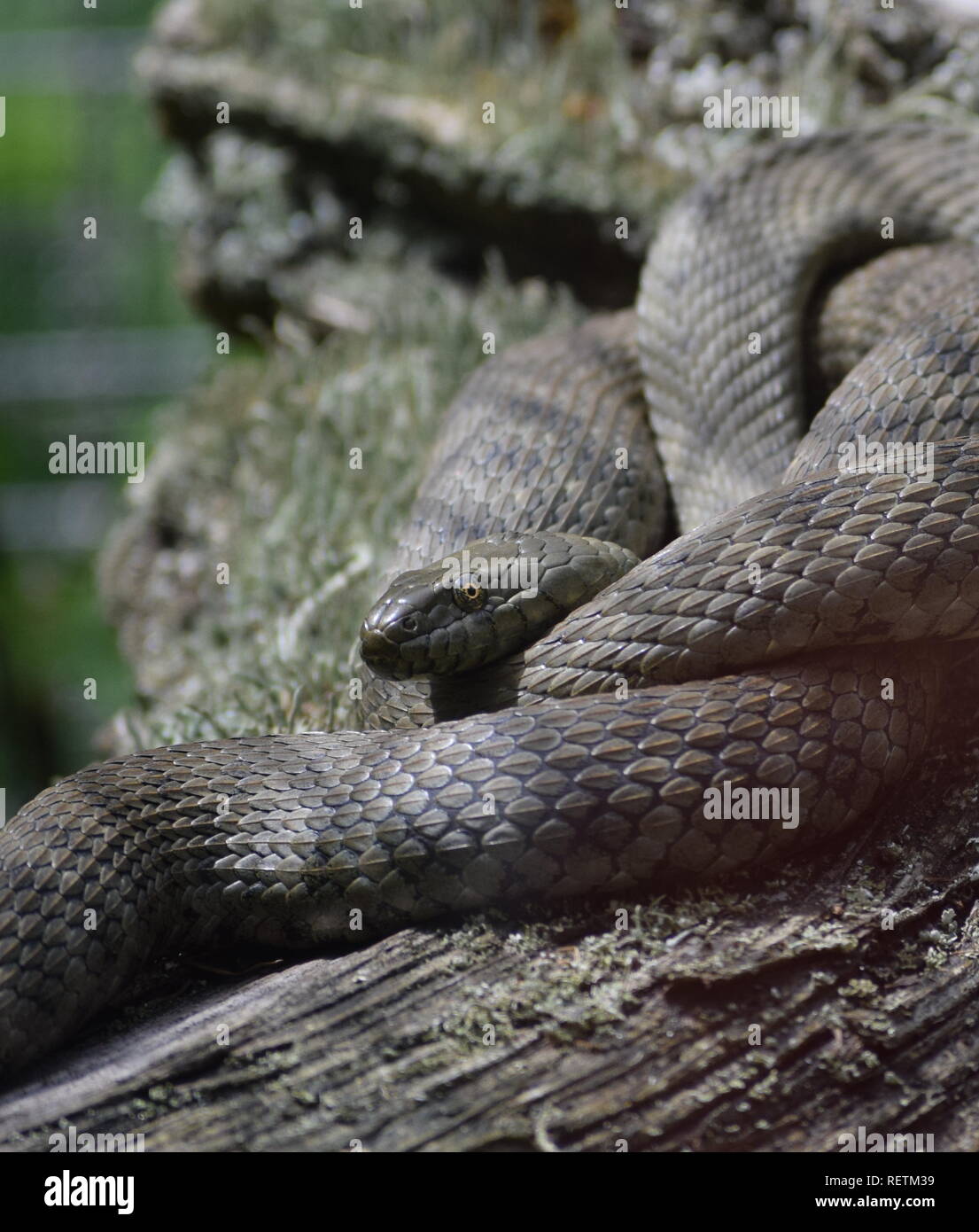 Grass snake on a Root Stock Photo - Alamy