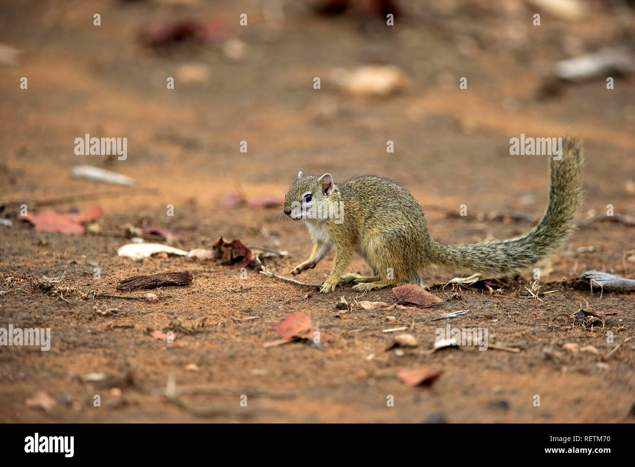 Smith's bush squirrel, yellow-footed squirrel, tree squirrel, adult ...