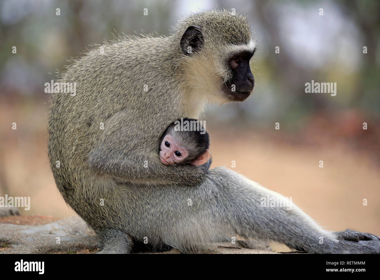 Vervet monkey, adult female with young, Kruger Nationalpark, South ...